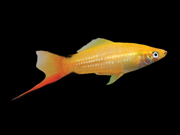 Add to cart Quick view