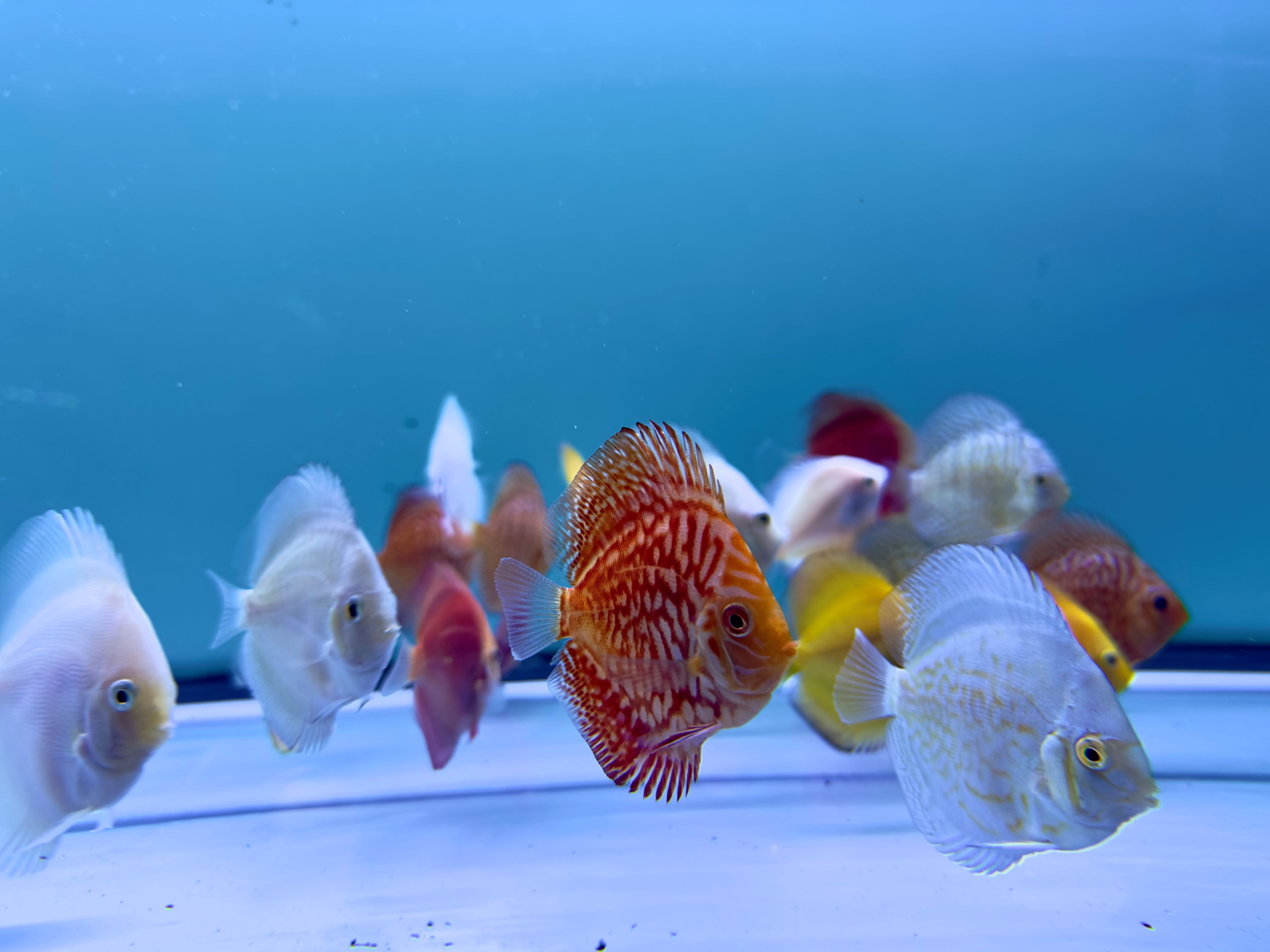 Assorted A-Grade Discus 3-3.5" Body Size