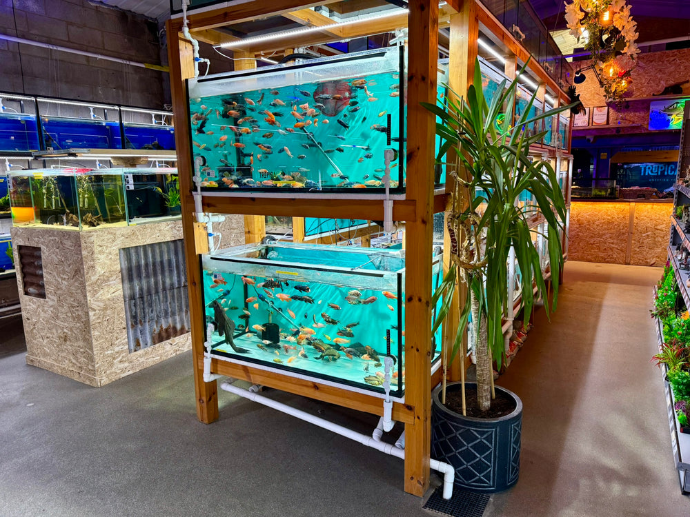 Tropical Supplies Limited - Aquatics & Reptiles
