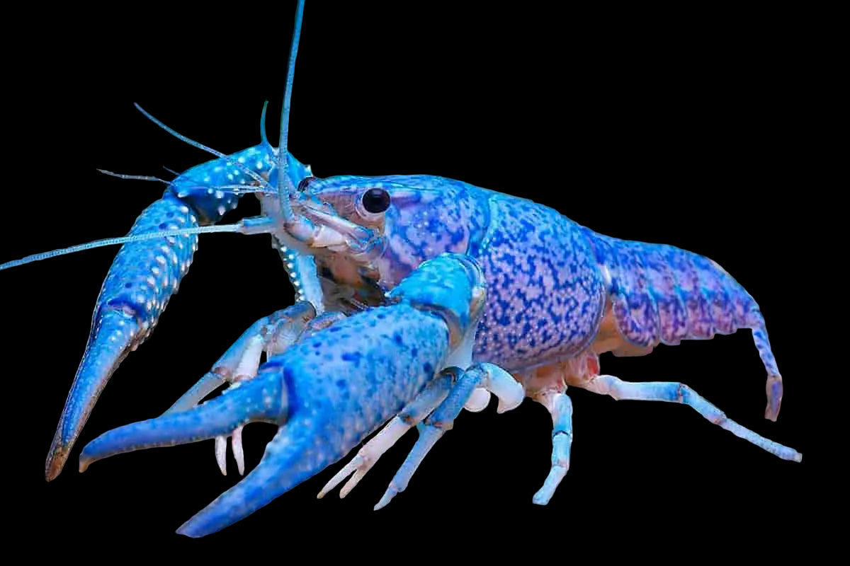 Cobalt Blue Lobster 5-6cm