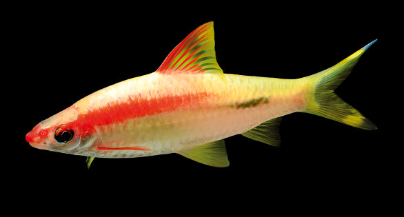 Gold Red Line Barb 5cm