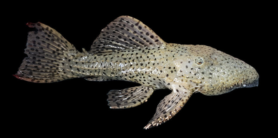 Spiny Pleco L160 7cm