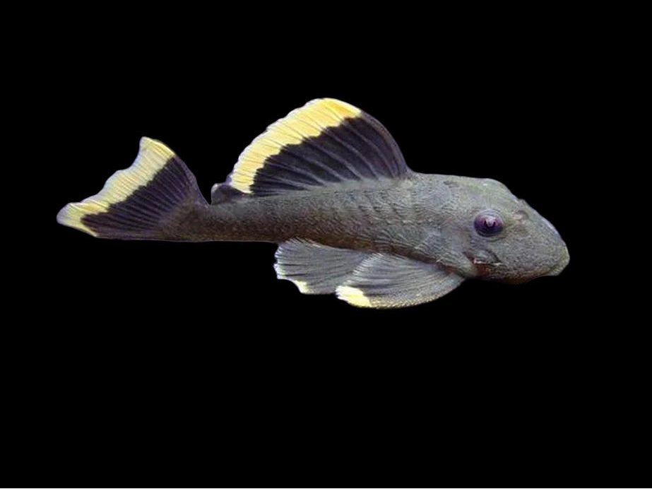 L047 Magnum Pleco 6-8cm